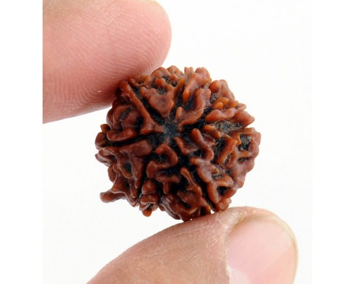 Shashta Mukhi Rudraksha - The Symbol of Powerful God Kartikeya • Hari Ome