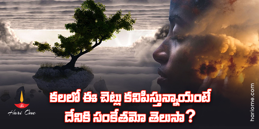 కలలో ఈ చెట్లు కనిపిస్తున్నాయా? అయితే అదృష్టం, ధనలాభం!! | Dreaming About ...