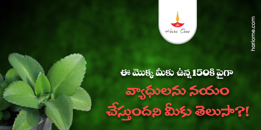 Health Benefits of Ranapala Plant • Hari Ome